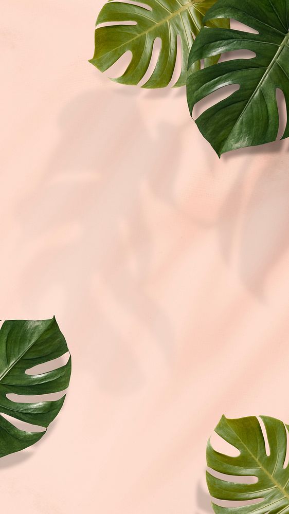 Monstera leaves on pink background | Premium PSD - rawpixel