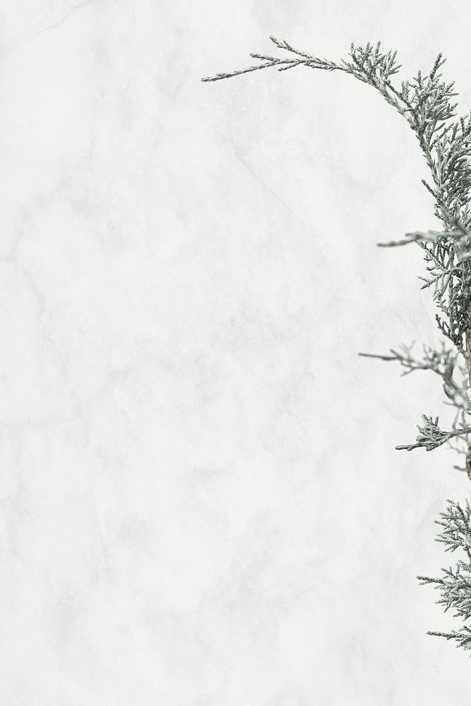 Psd pine tree white background | Free PSD - rawpixel