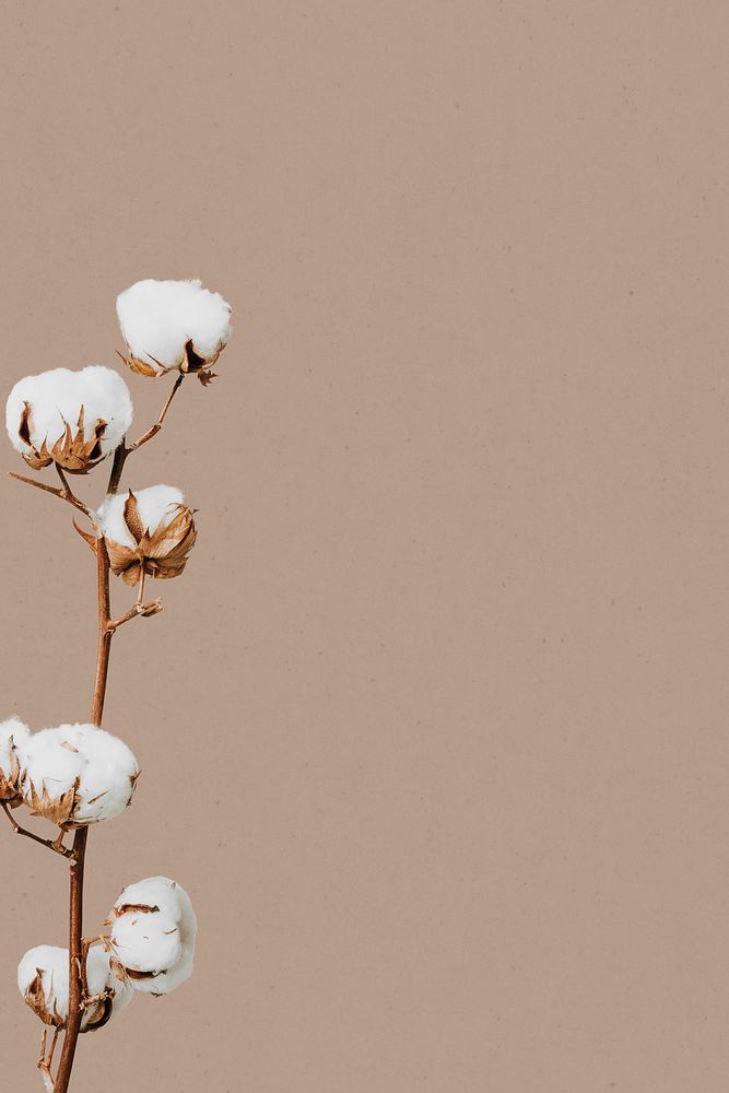 Beige minimal flower background design | Free Photo - rawpixel