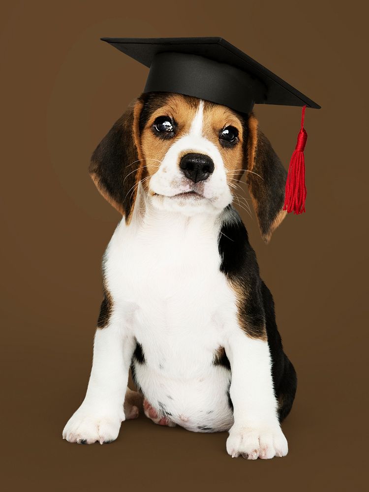 Cute Beagle puppy in a graduation | Free Photo - rawpixel