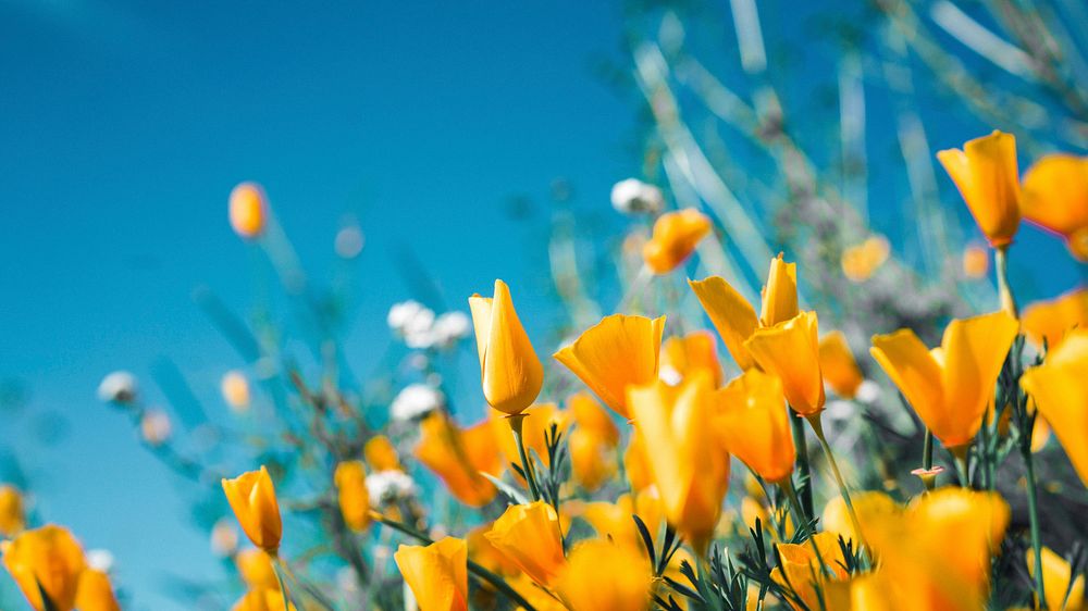 Flower wallpaper desktop, aesthetic HD | Free Photo - rawpixel