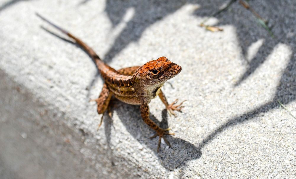Portrait of a lizard alone | Free Photo - rawpixel