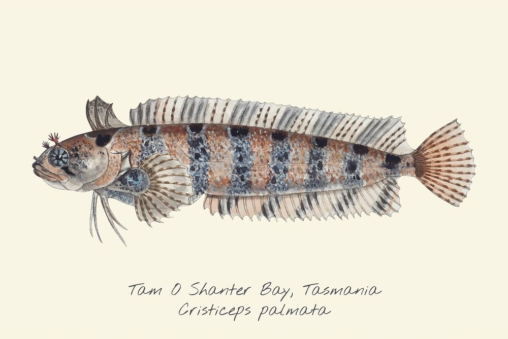 Drawing of a Tam O | Premium Vector Illustration - rawpixel