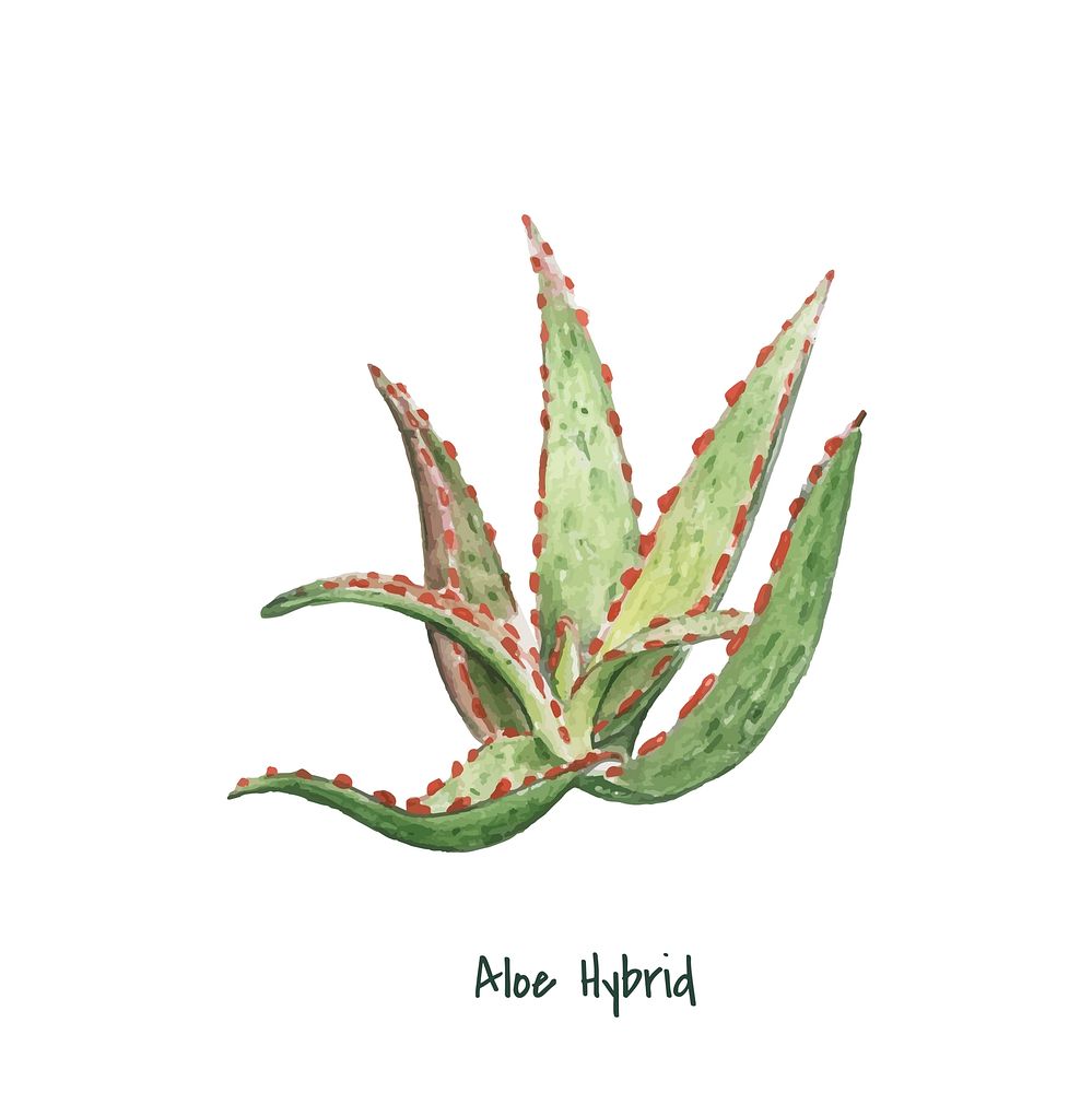 Hand drawn aloe hybrid plant | Premium Vector Illustration - rawpixel