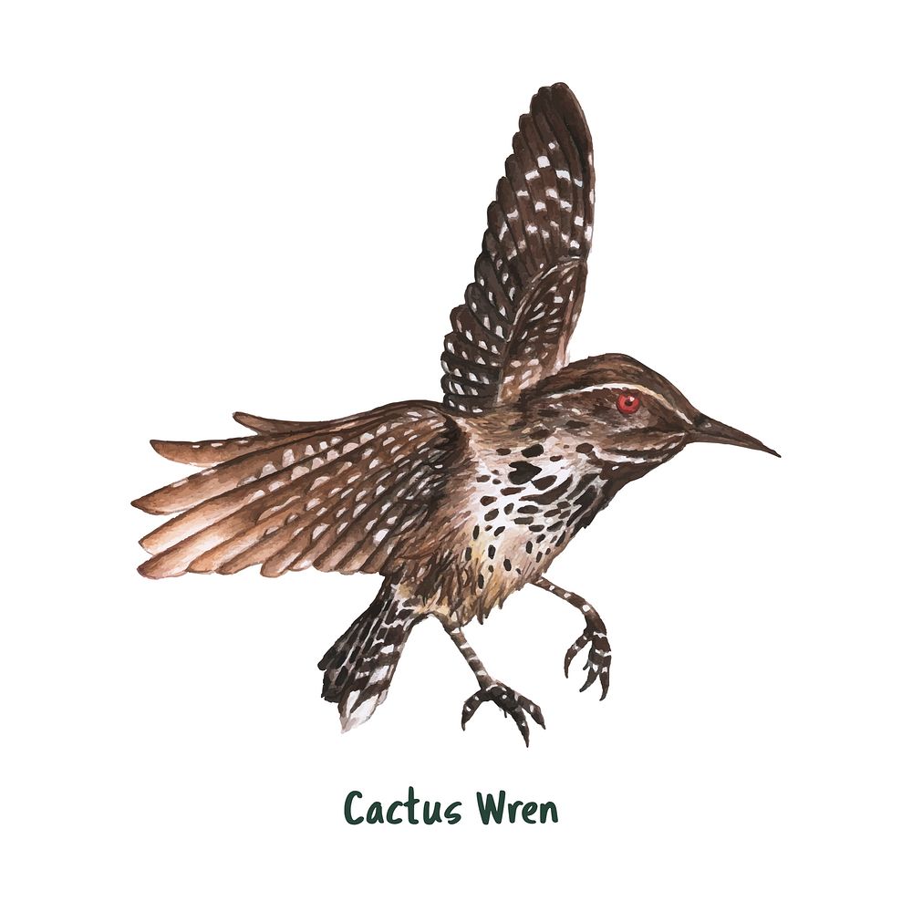 Hand drawn cactus wren bird | Premium Vector Illustration - rawpixel