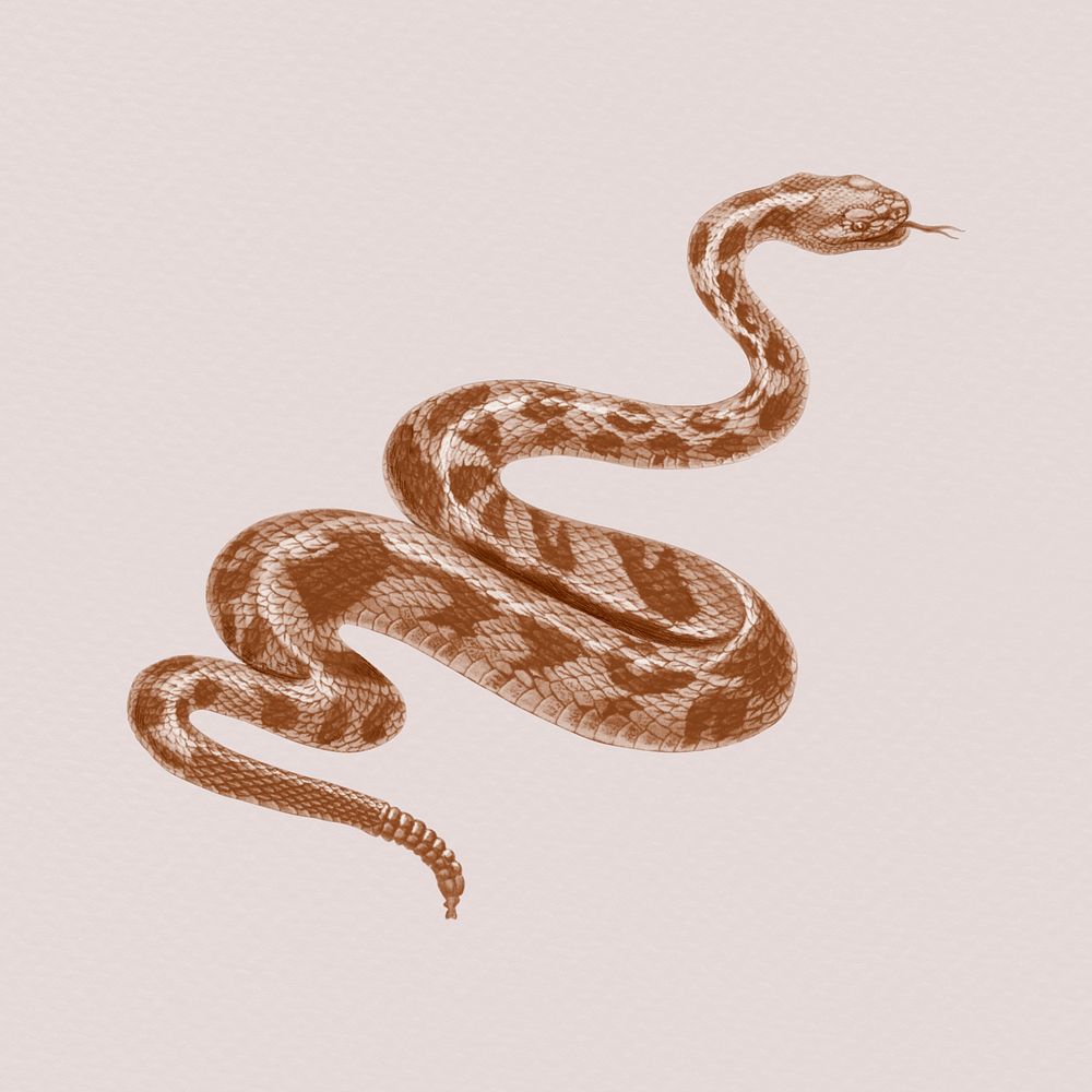 Brown snake collage element, tropical | Premium PSD - rawpixel