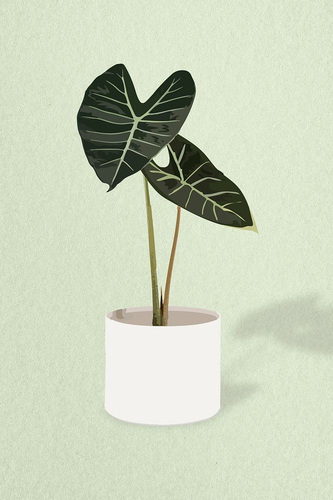 Potted plant psd image, Alocasia | Free PSD - rawpixel