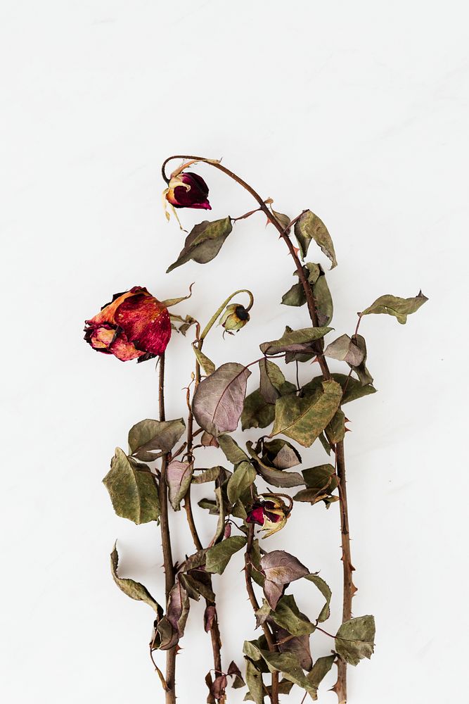 Dried red rose on a white | Free Photo - rawpixel
