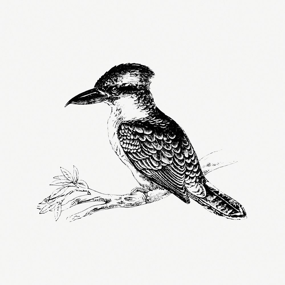 Drawing of jackass bird | Premium PSD Illustration - rawpixel