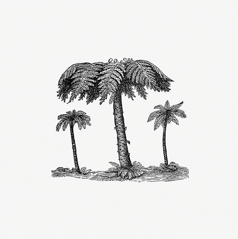Drawing of fern trees | Premium PSD Illustration - rawpixel
