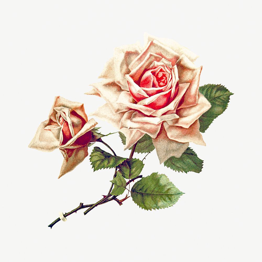 Rose from Songs of Love | Free Photo Illustration - rawpixel
