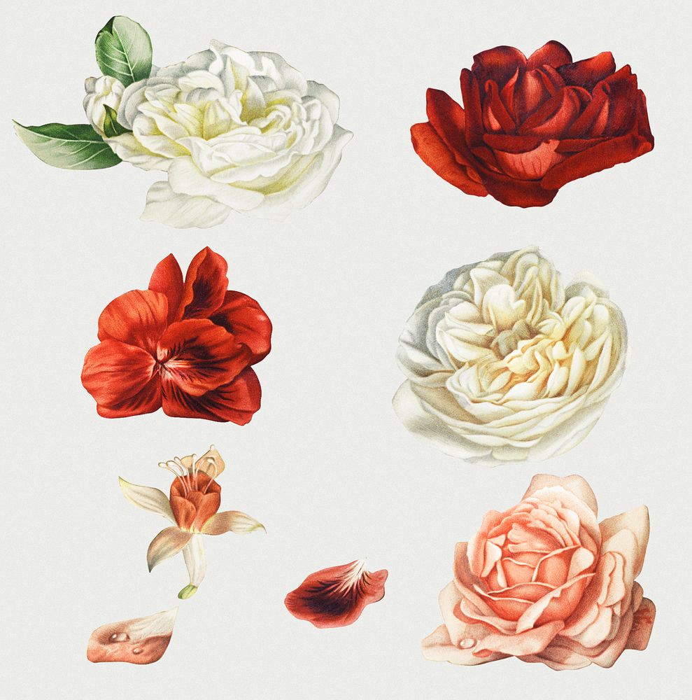 Illustration set of blooming roses | Premium PSD - rawpixel