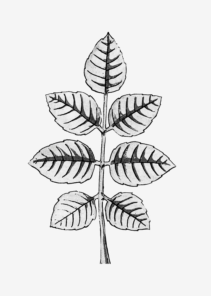 Vintage wild rose leaf design | Premium Photo Illustration - rawpixel