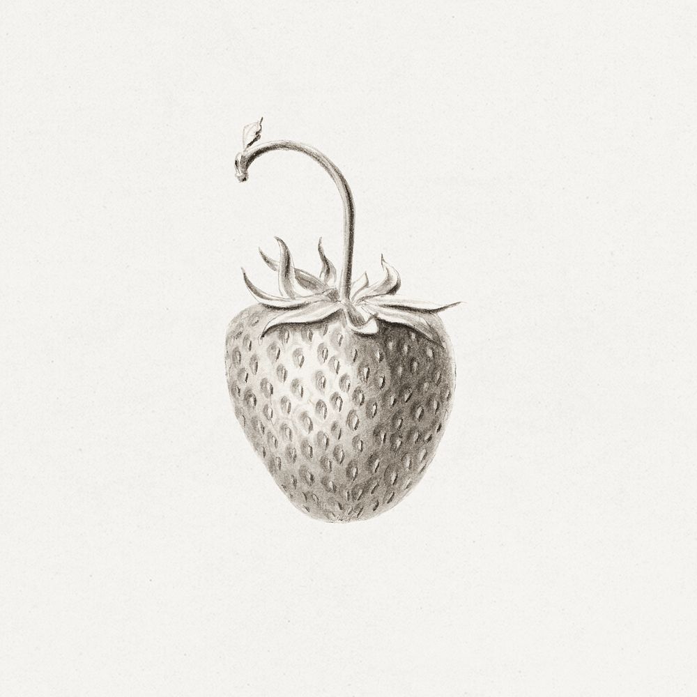 Strawberry sketch illustration. Digitally enhanced | Free Photo ...
