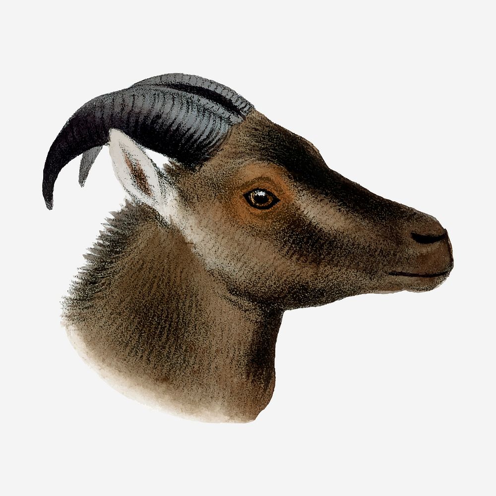 Tahr clipart, vintage animal drawing | Premium Vector Illustration ...