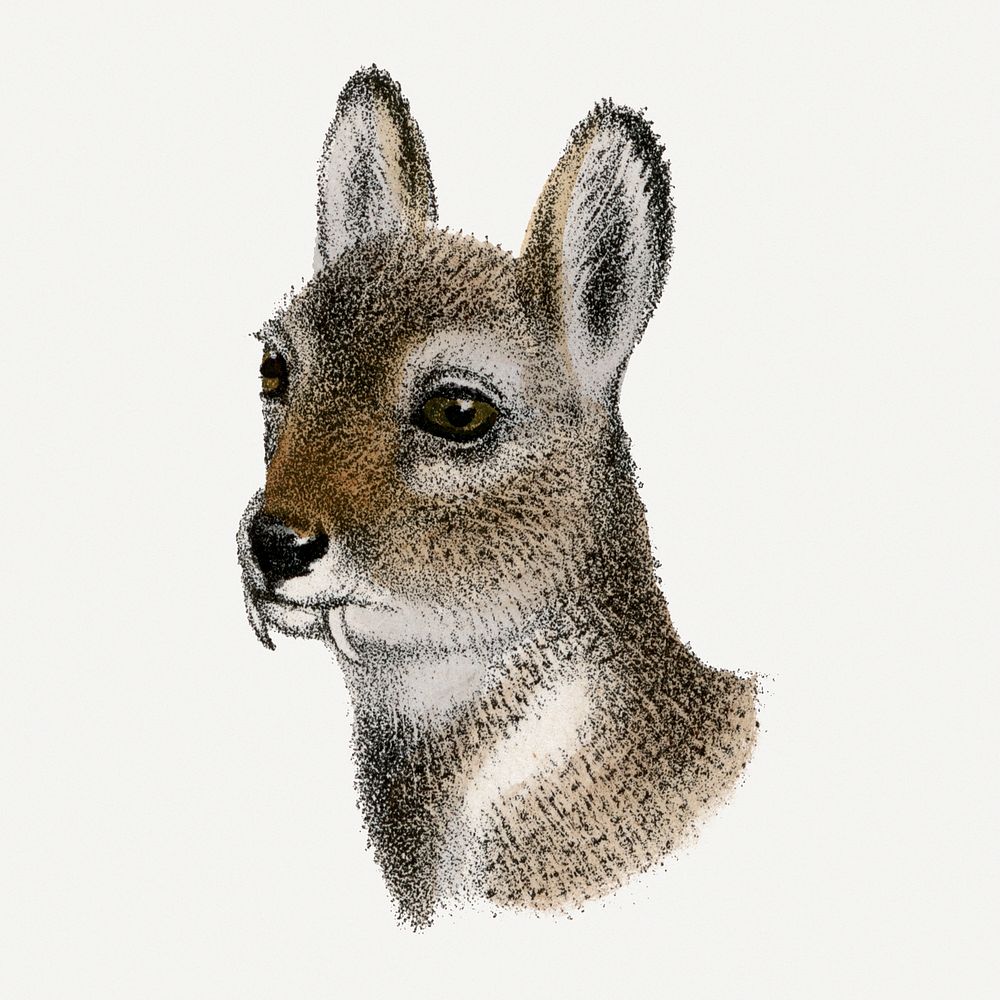 Muntjac clipart, vintage animal drawing | Premium Photo Illustration ...