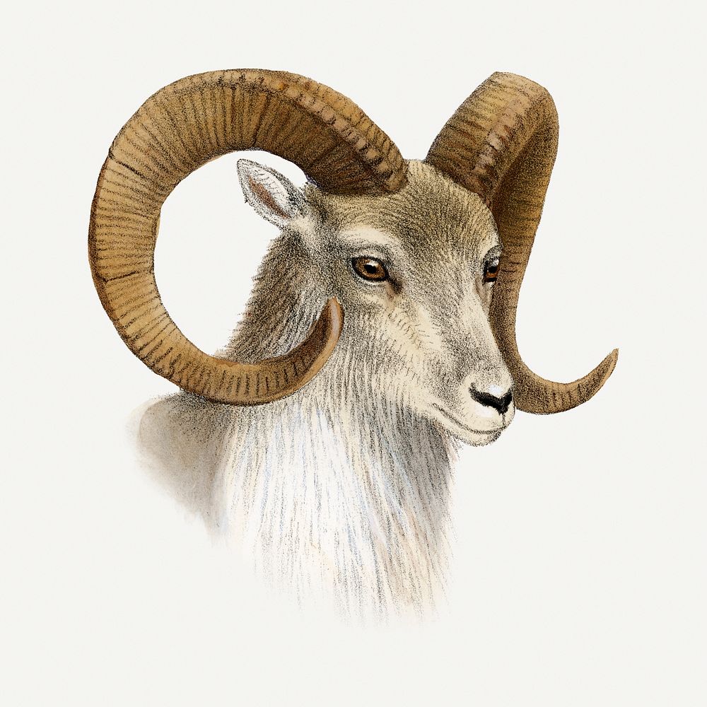 Vintage urial illustration, wildlife & | Premium Photo Illustration ...