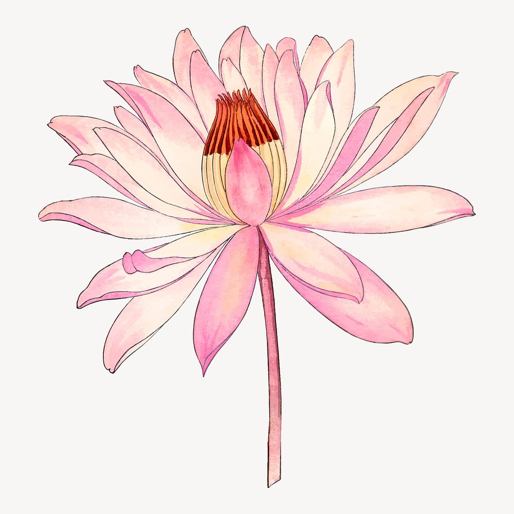 Lotus collage element, vintage Japanese | Premium Vector Illustration ...