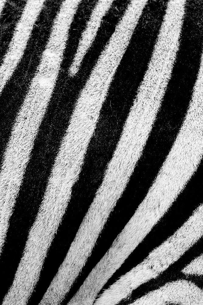 Zebra pattern, black and white | Free Photo - rawpixel