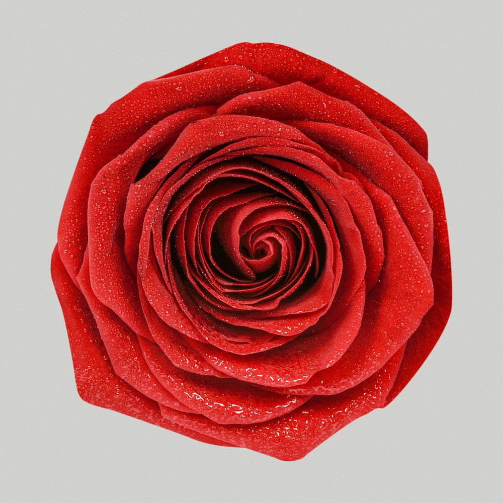 Red rose, flower clipart psd | Free PSD - rawpixel