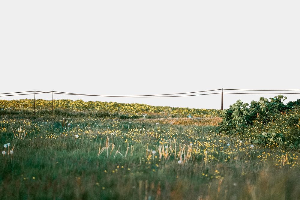 Nature background, spring grassland design | Premium Photo - rawpixel