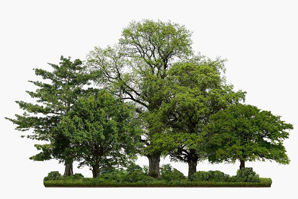 Forest isolated on white, nature | Premium PSD - rawpixel