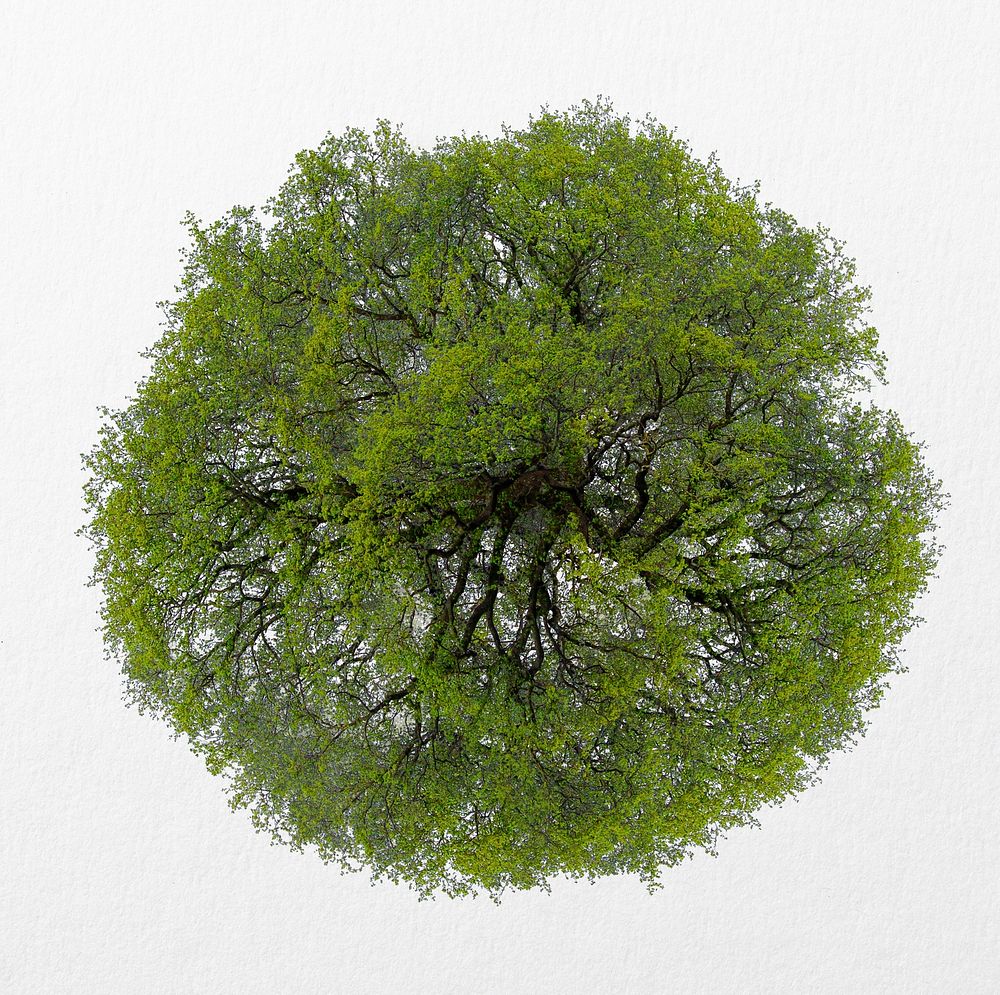 Tree top view isolated on white, | Free Photo - rawpixel