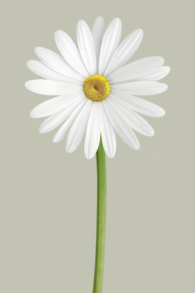 White daisy, spring flower clipart | Free Photo - rawpixel