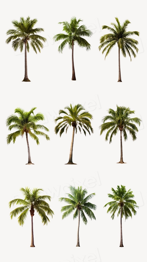 Tropical palm tree isolated element | Premium Editable Design - rawpixel