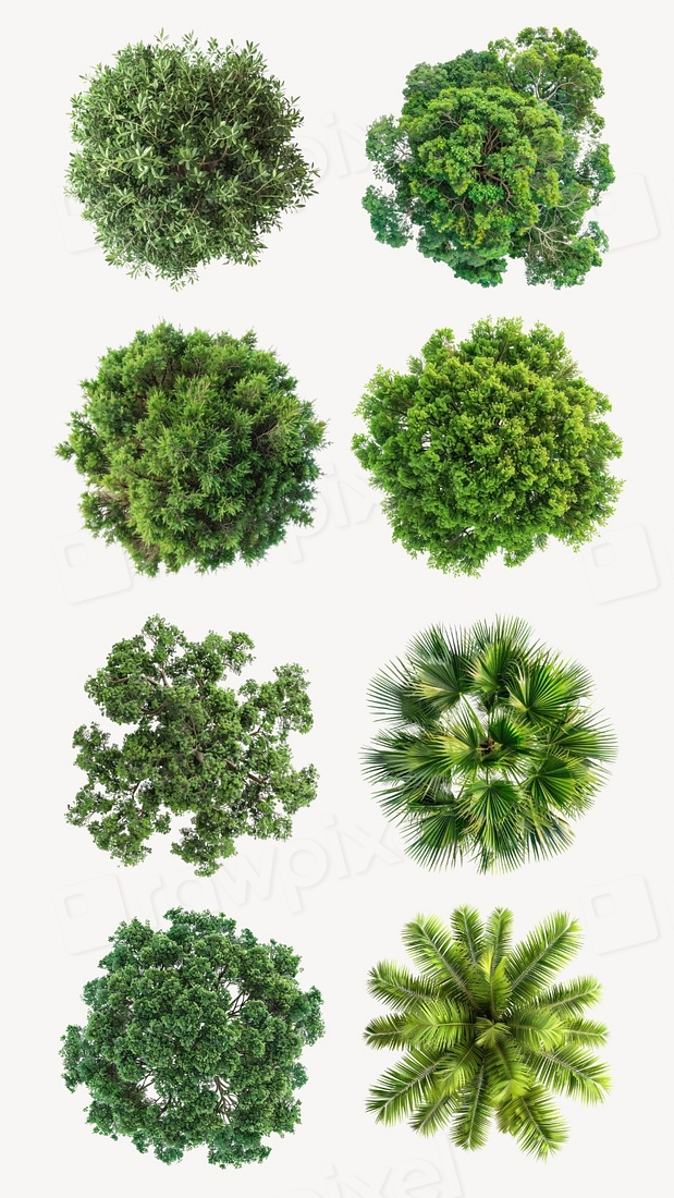 Tree top view set, editable | Premium Editable Design - rawpixel