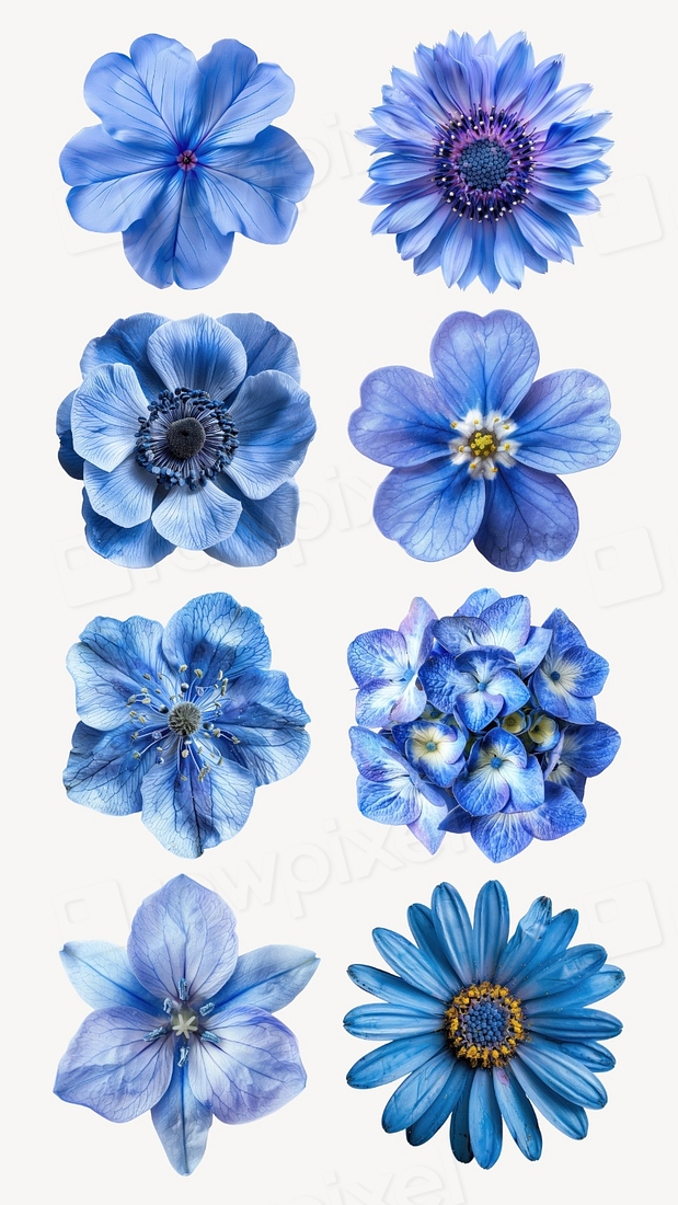 Editable blue flower element set | Premium Editable Design - rawpixel