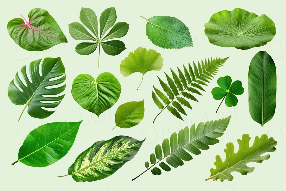 Editable green leaf design element | Premium Editable Design - rawpixel