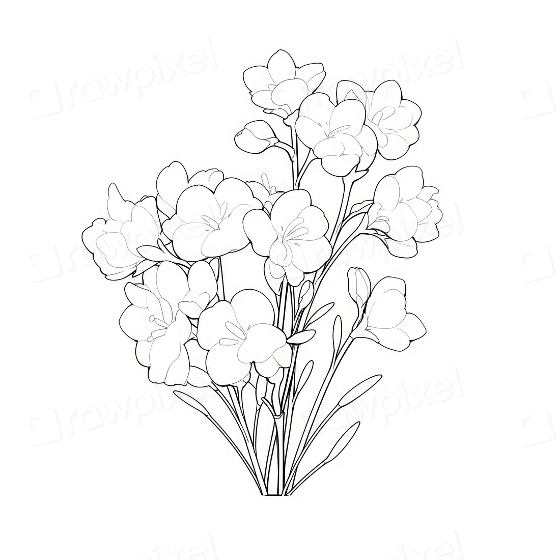 Freesia flower illustrated drawing sketch. | Free Photo Illustration ...