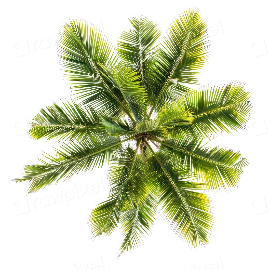 Tropical palm tree leaves isolated | Free Photo - rawpixel
