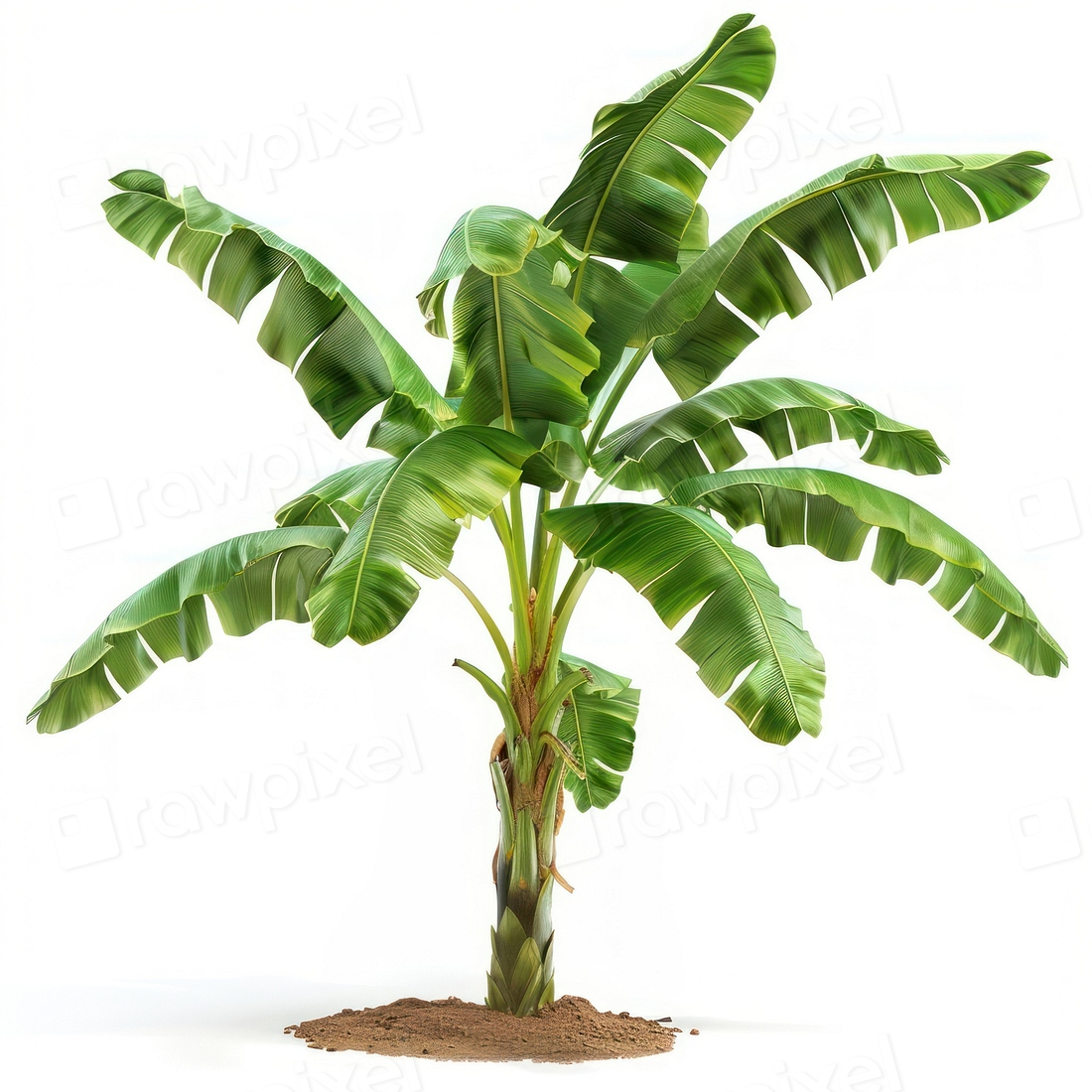 Tropical banana tree plant foliage | Premium Photo - rawpixel