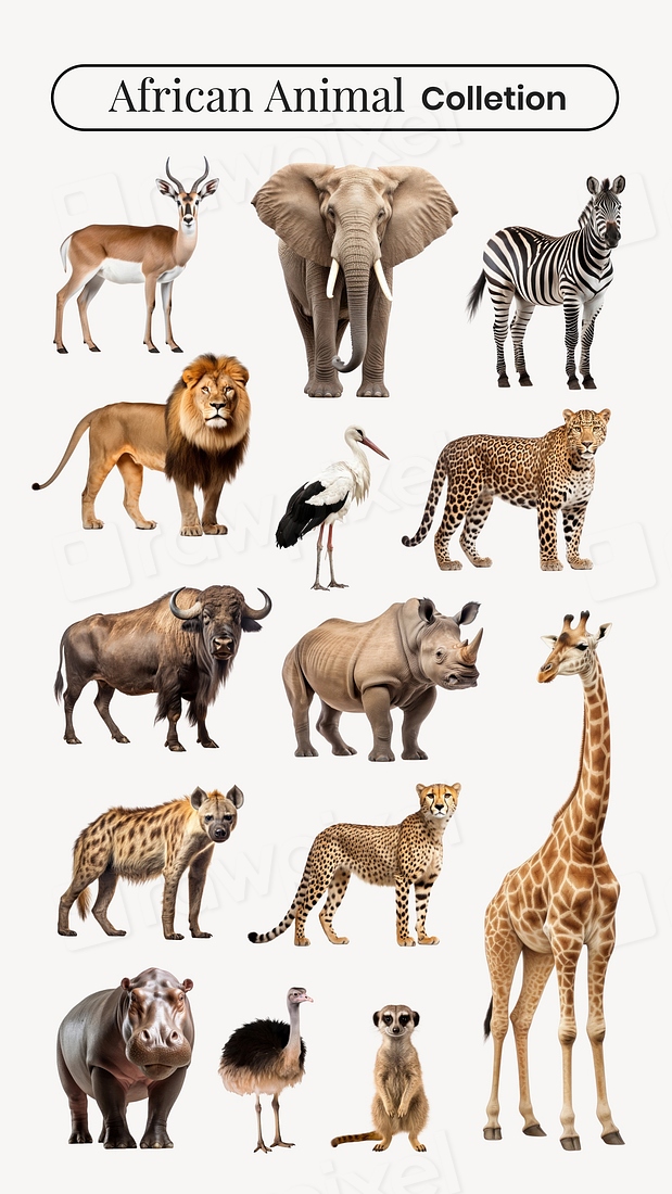 African animal element set | Premium Photo - rawpixel