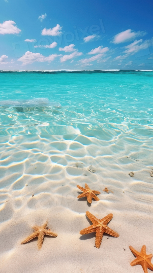 Desert bottom starfish Caribbean Sea | Premium Photo - rawpixel