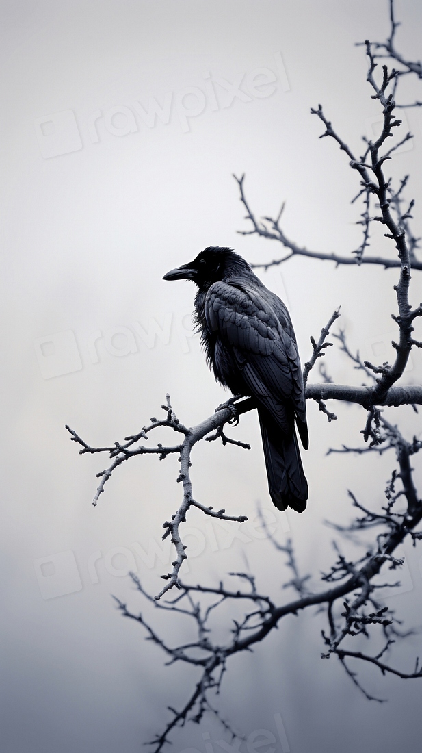 Crow wildlife animal nature. | Premium Photo - rawpixel