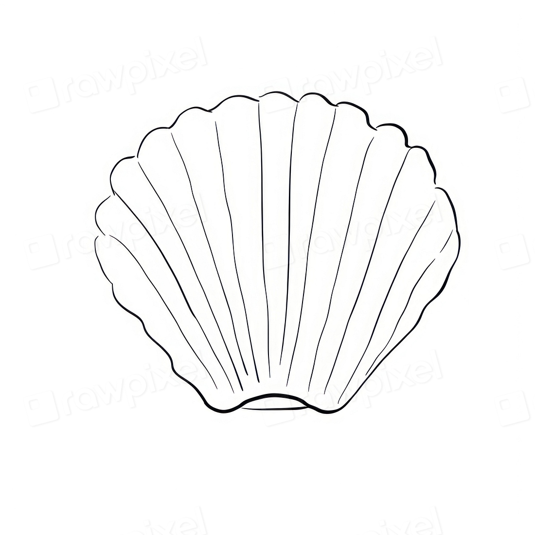 Shell sketch line clam. | Premium Photo Illustration - rawpixel