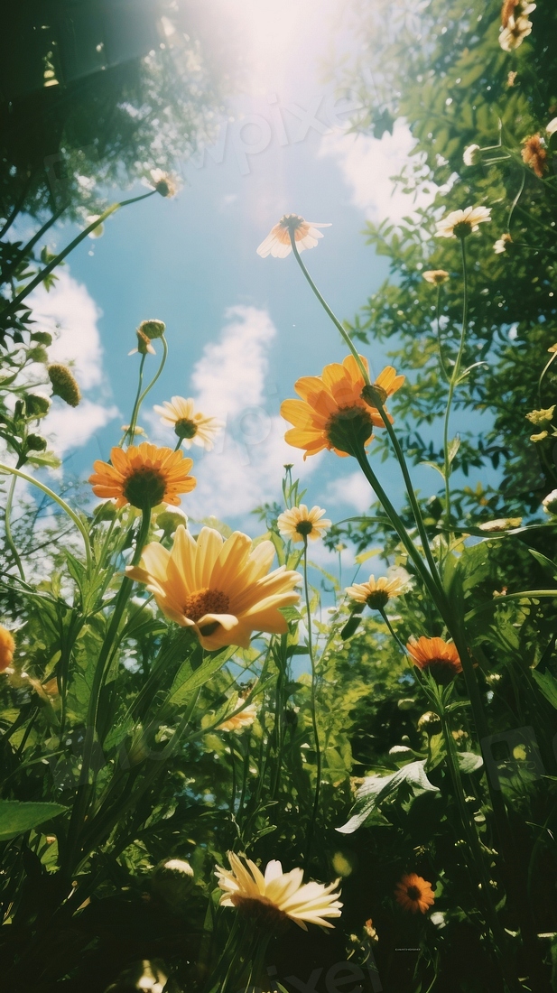 Summer garden sunlight outdoors nature | Free Photo - rawpixel
