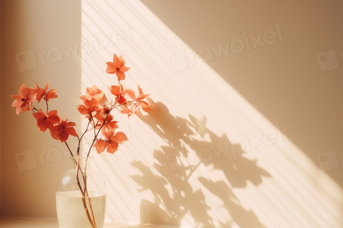 Flower shadow desktop wall window | Free Photo - rawpixel