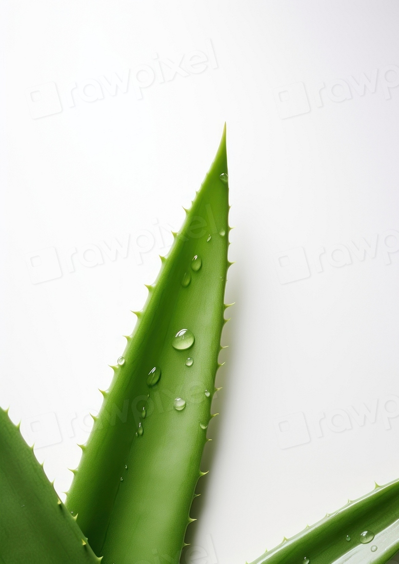 aloe vera leave backgrounds plant | Free Photo - rawpixel