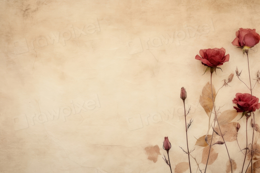 Real pressed rose flowers backgrounds | Premium Photo - rawpixel