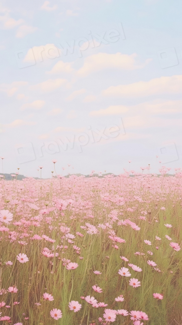 Aesthetic pink flower field landscape | Free Photo - rawpixel