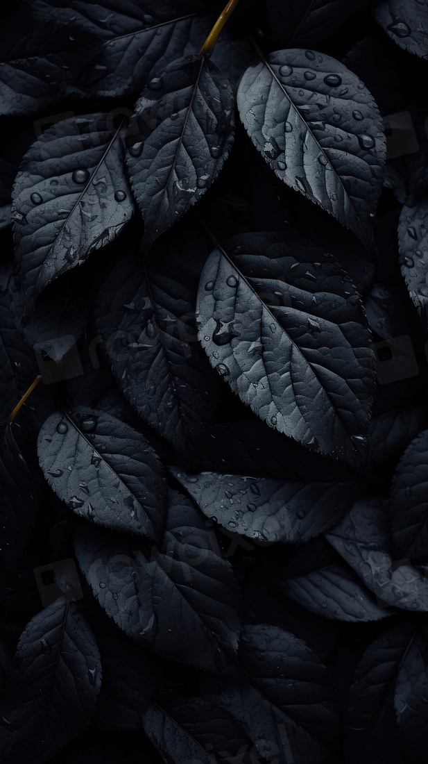 Leaves black color backgrounds monochrome | Premium Photo - rawpixel