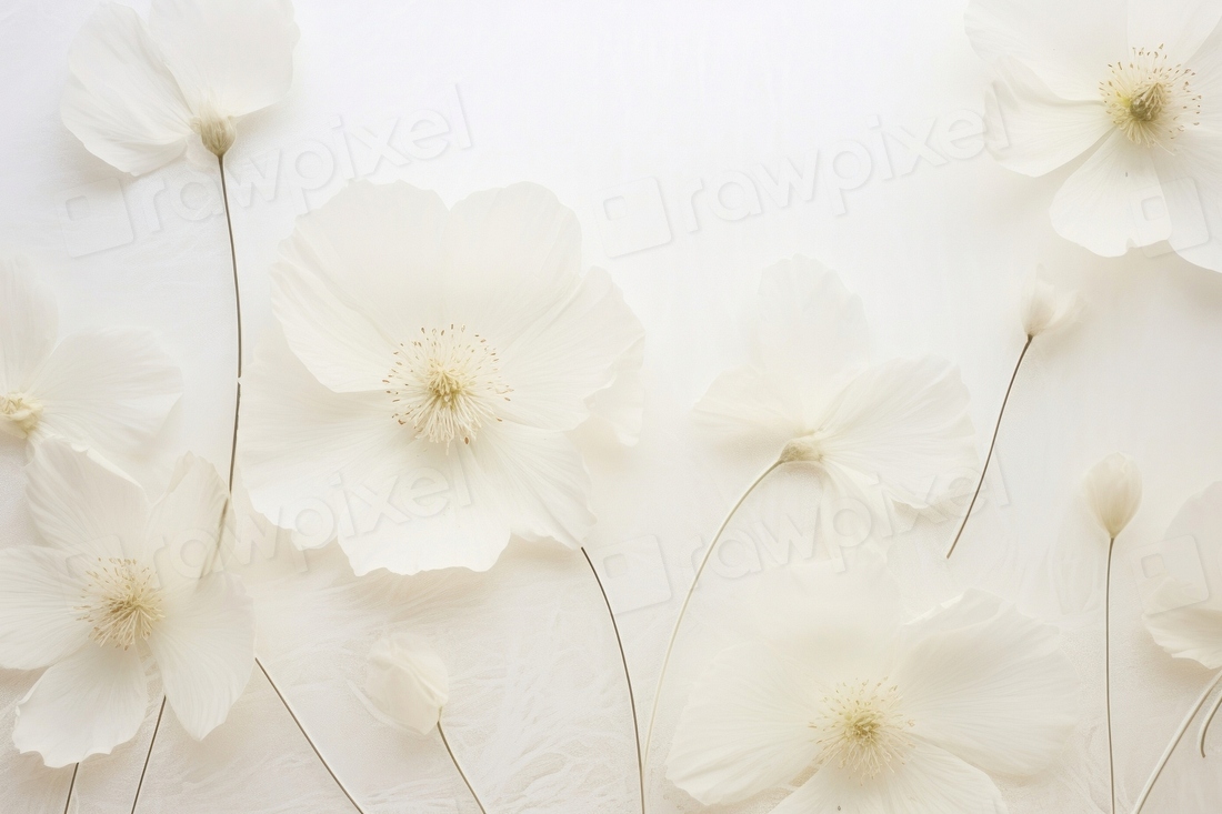 Real pressed white flowers backgrounds | Premium Photo - rawpixel