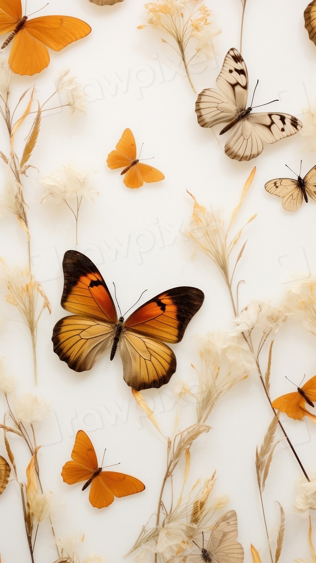 PNG Real pressed butterflies butterfly | Premium Photo - rawpixel