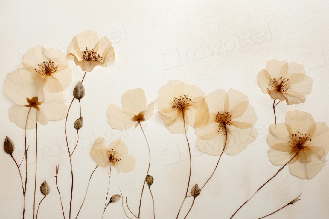 Real pressed cotton flowers plant | Free Photo - rawpixel