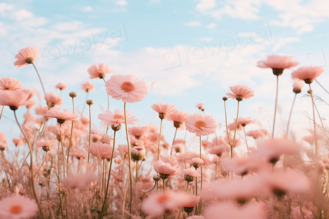 Pink flowers sky outdoors blossom. | Free Photo - rawpixel