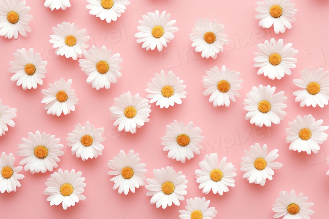 Wallpaper pattern flower daisy backgrounds | Free Photo - rawpixel